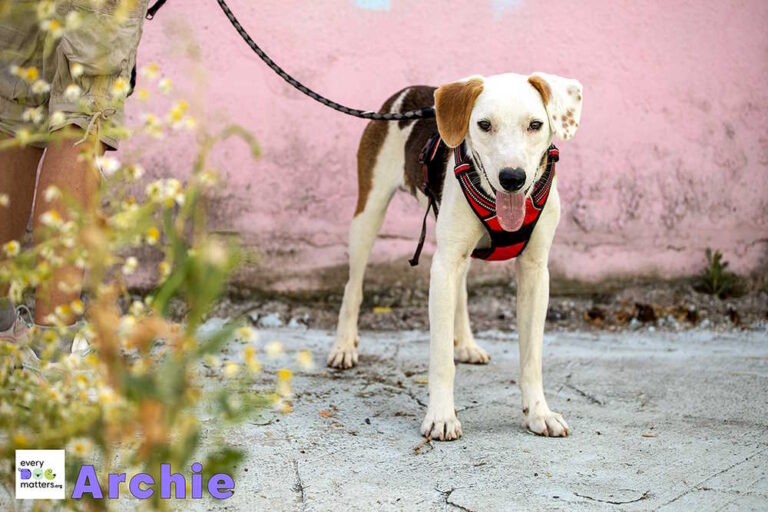 Archie – Every Dog Matters