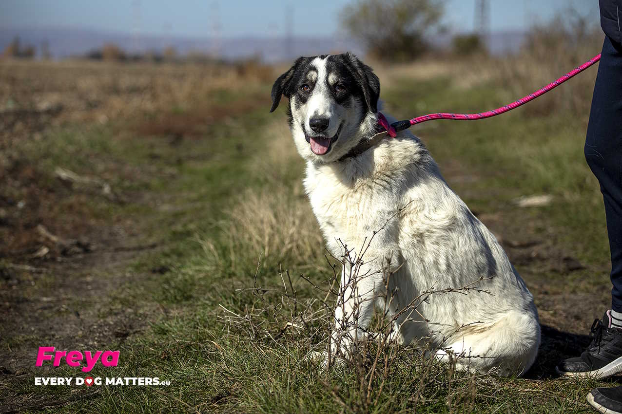 Freya – Every Dog Matters EU