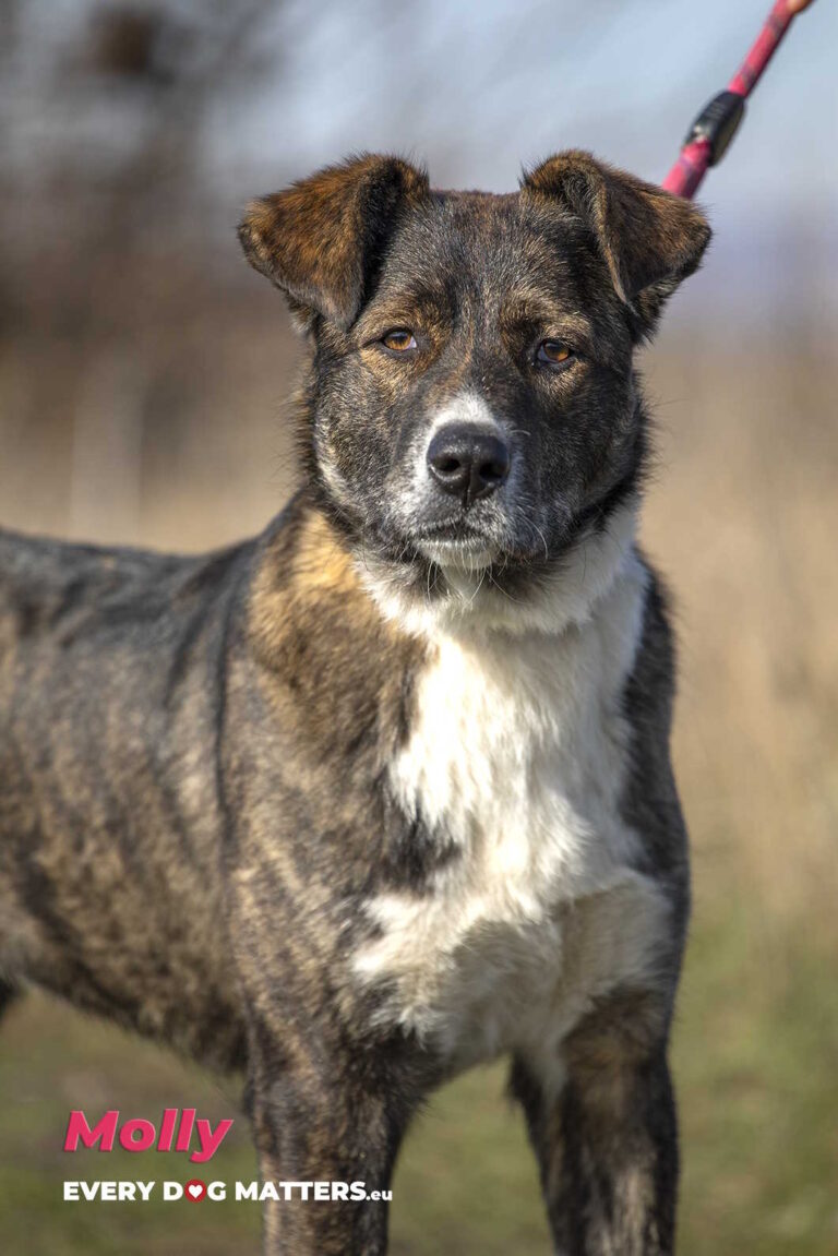 Molly – Every Dog Matters EU