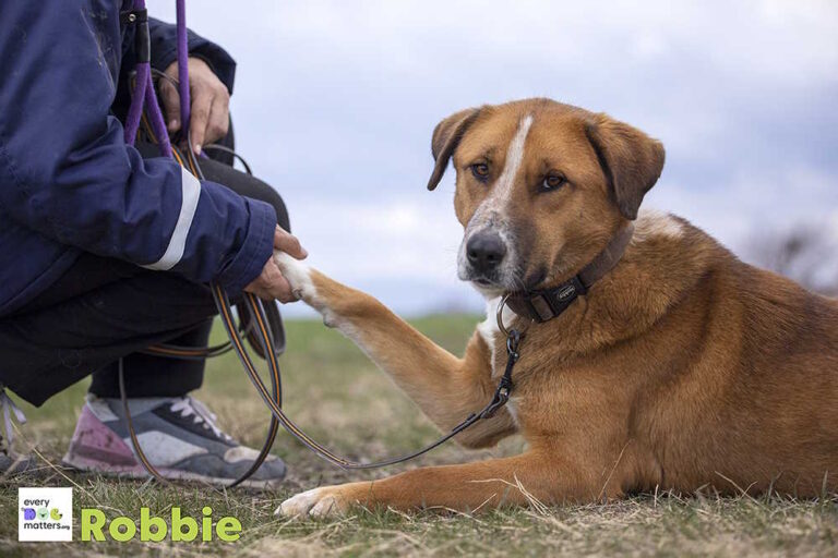 Robbie – Every Dog Matters