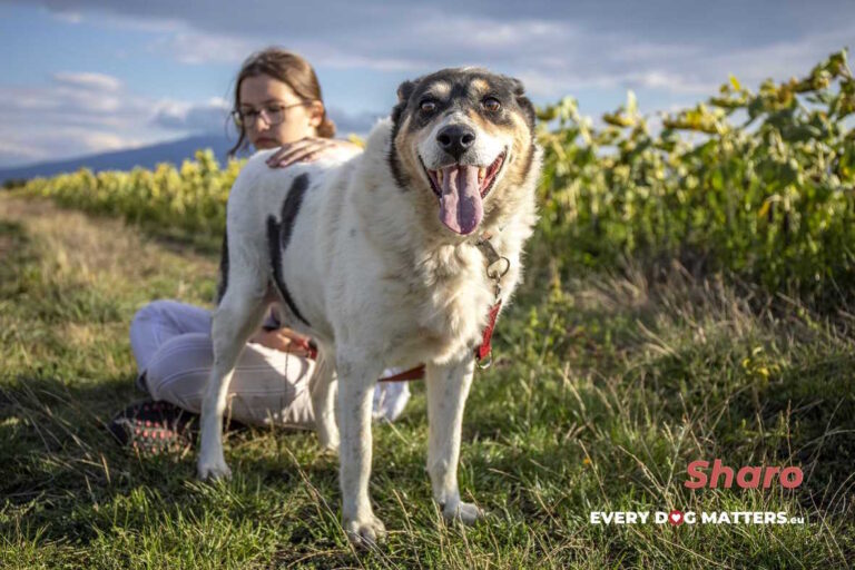 Sharo – Every Dog Matters EU