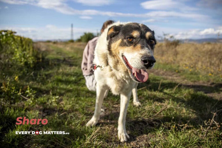 Sharo – Every Dog Matters EU
