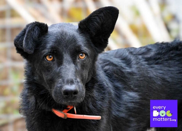 Milano – Every Dog Matters