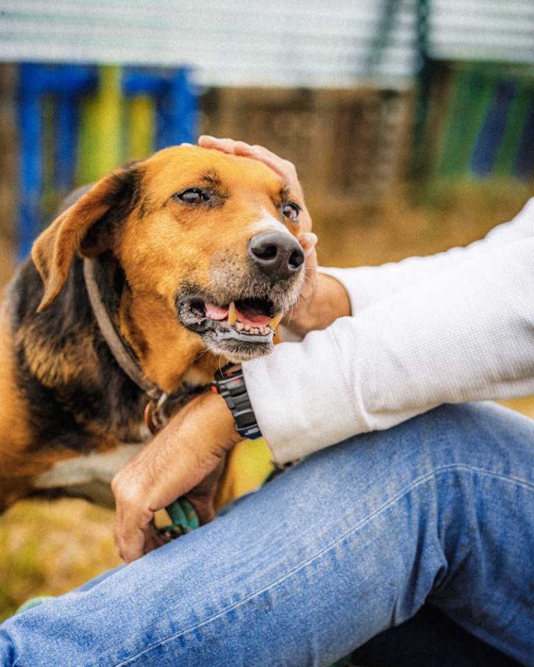 Ivanka – Every Dog Matters EU