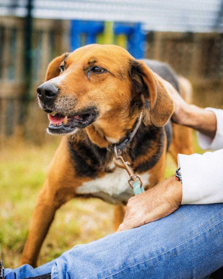 Ivanka – Every Dog Matters EU